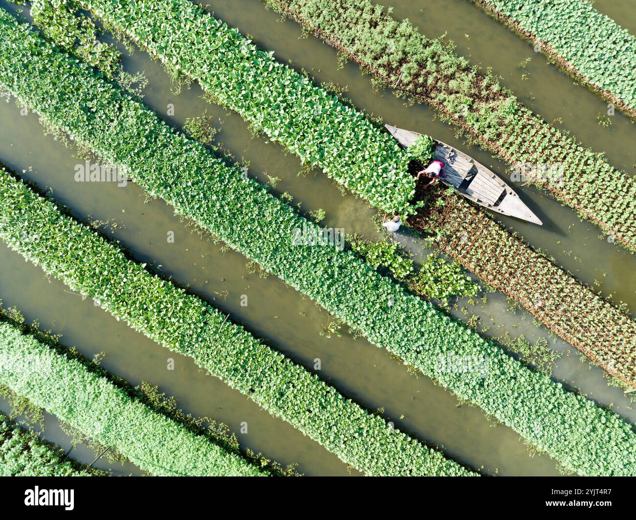 Farmers in low laying areas in Bangladesh choose floating farming ...