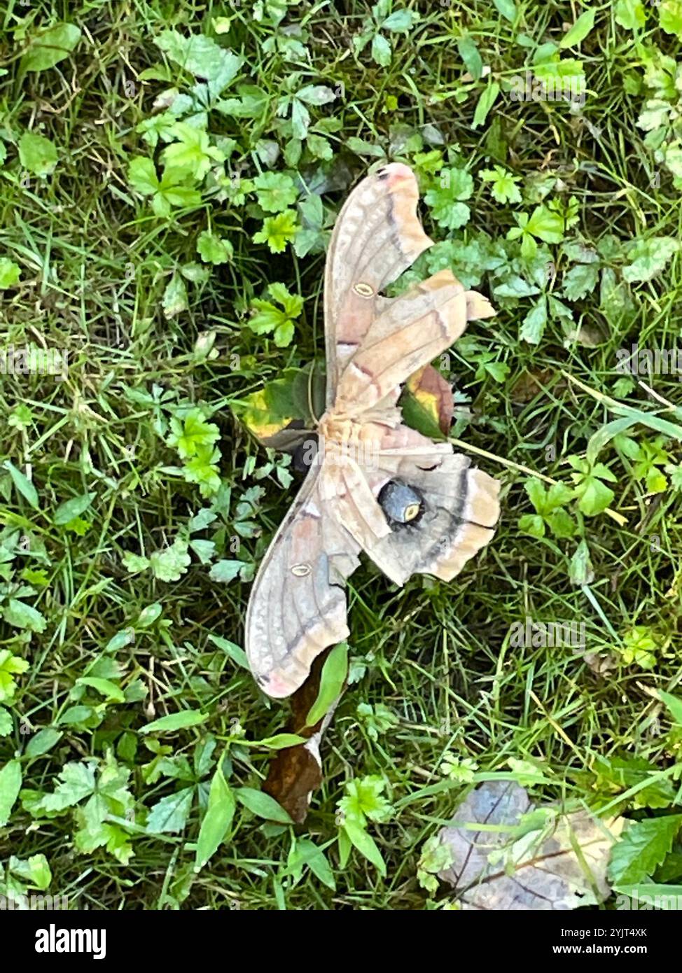 Polyphemus Moth (Antheraea polyphemus Stock Photo - Alamy