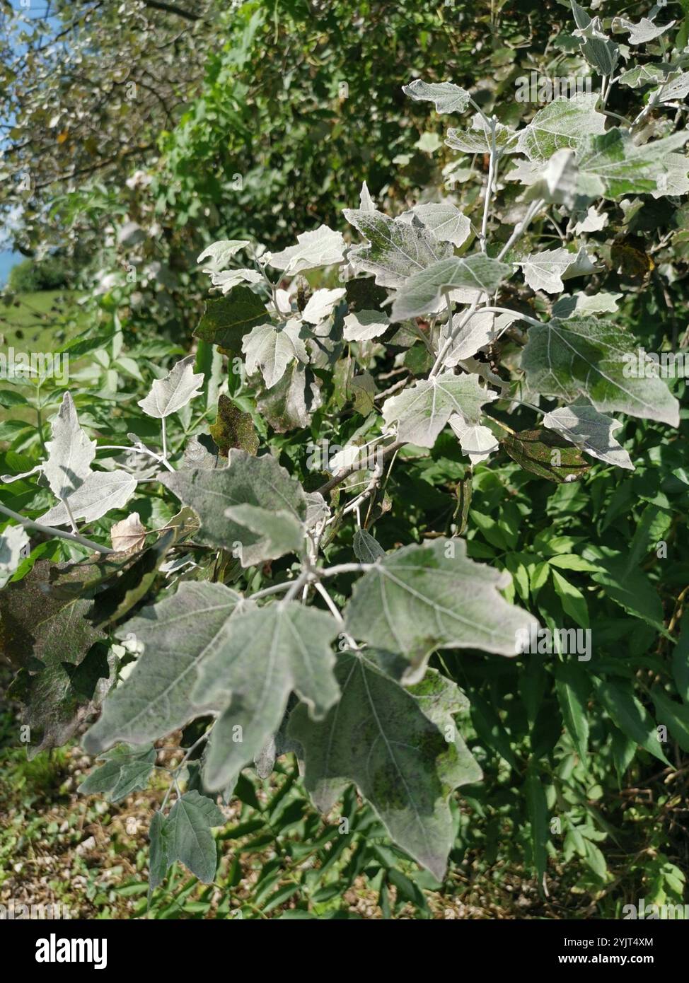 white poplar (Populus alba Stock Photo - Alamy