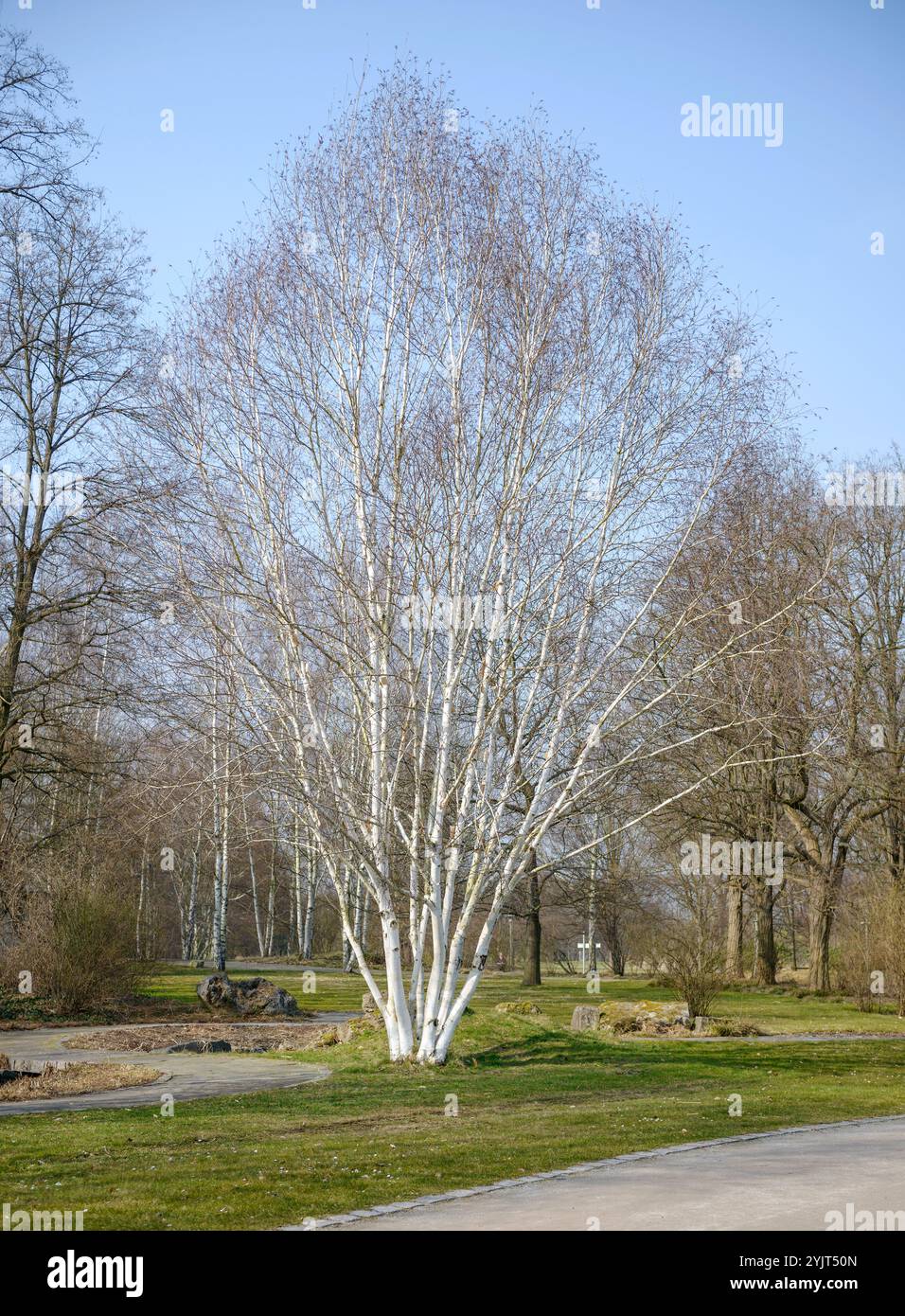 Weissrindige Himalaya-Birke Betula utilis Doorenbos Stock Photo - Alamy