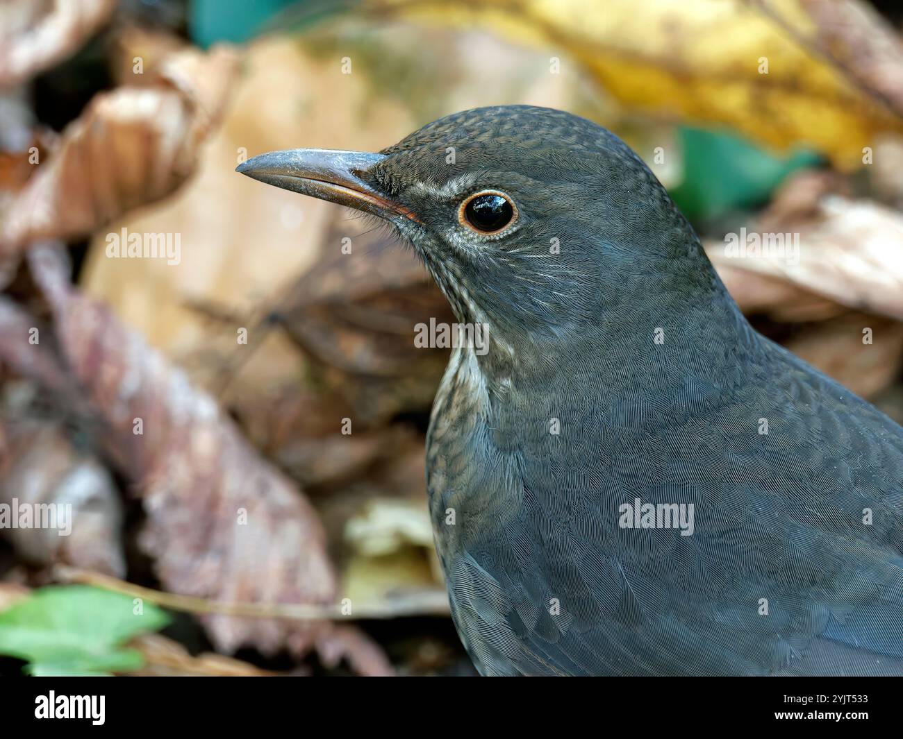 Common blackbird (female), Eurasian blackbird, Amsel, Merle noir ...