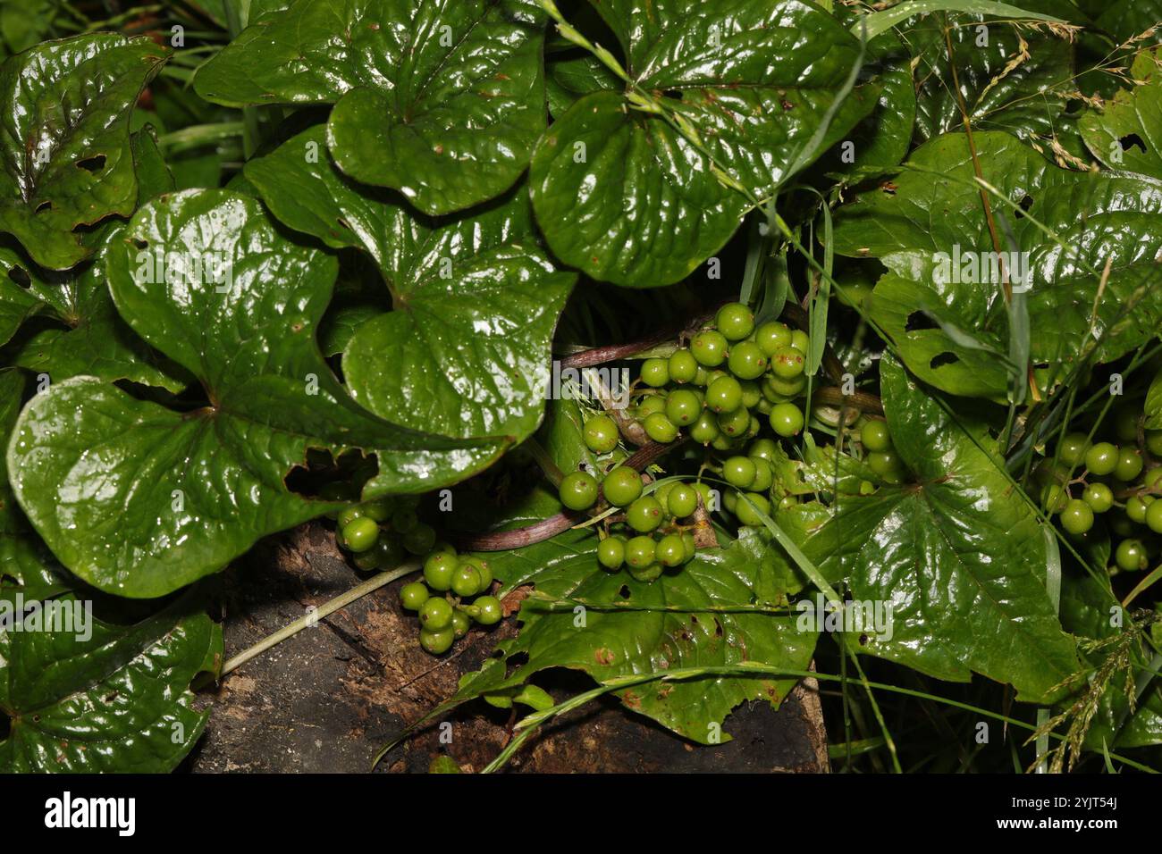 Black Bryony (Dioscorea communis Stock Photo - Alamy