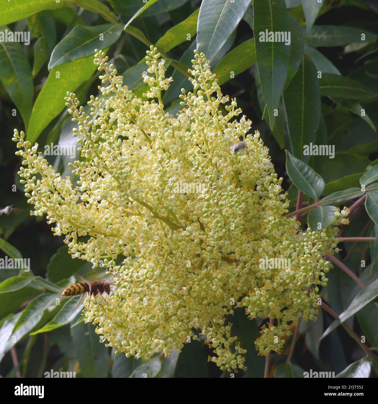 shining sumac (Rhus copallinum Stock Photo - Alamy