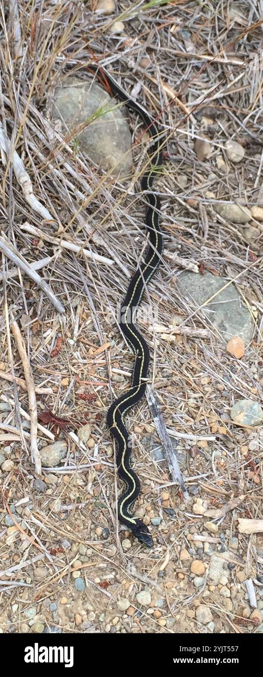 Puget Sound Garter Snake (Thamnophis sirtalis pickeringii Stock Photo ...