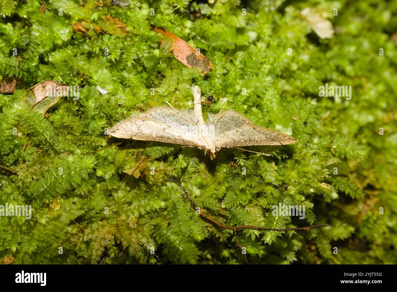 Pearl Moths (Spilomelinae Stock Photo - Alamy