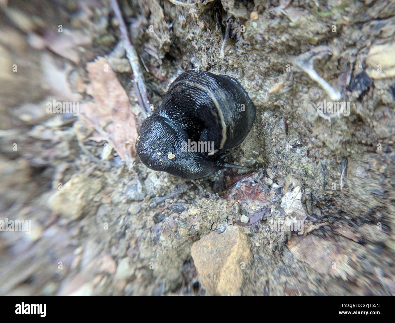 Ash black slug hi-res stock photography and images - Alamy