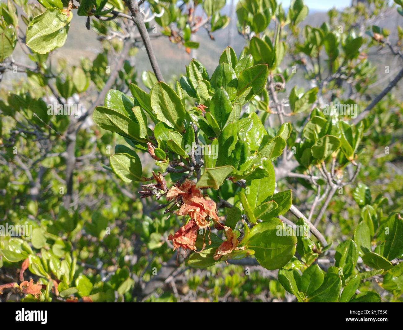 western azalea (Rhododendron occidentale Stock Photo - Alamy