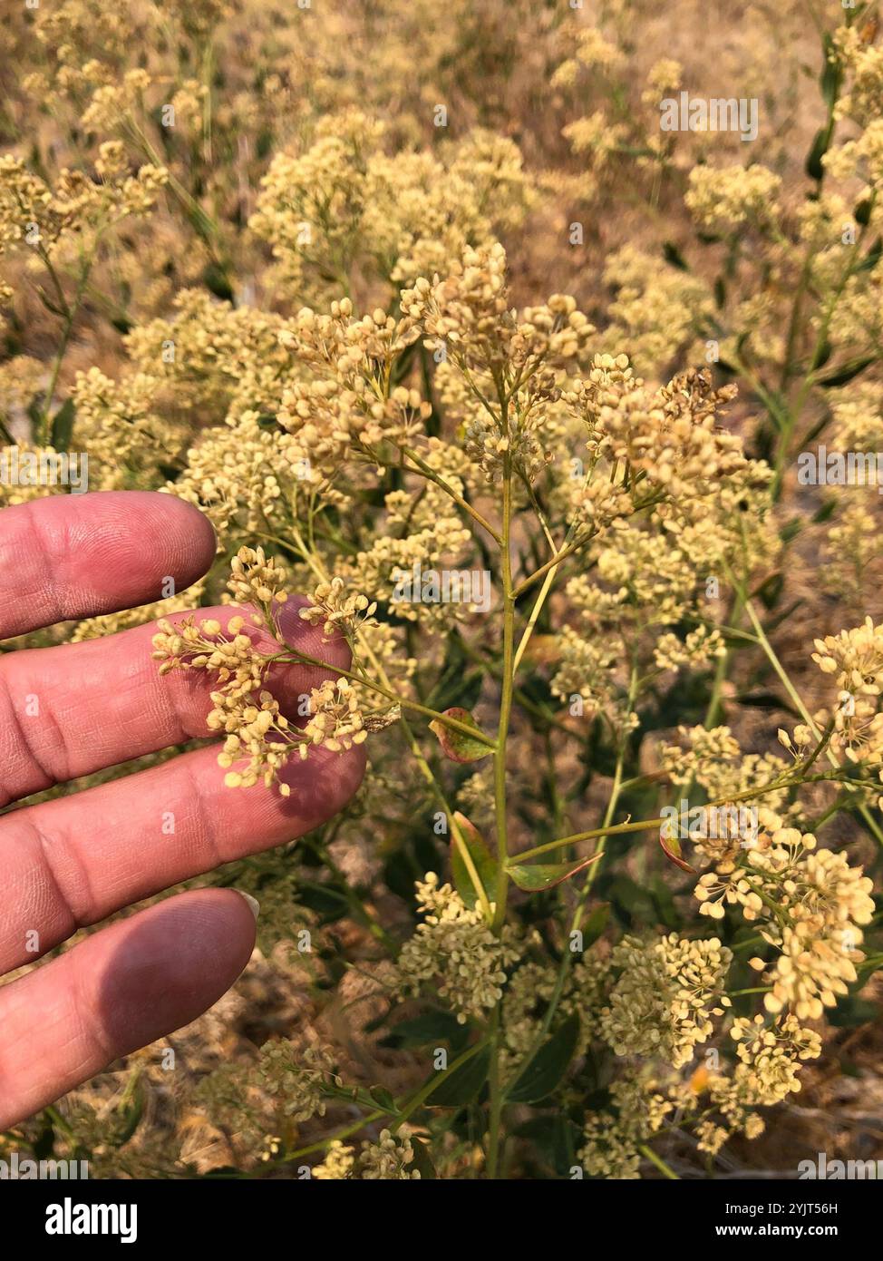 broadleaved pepperweed (Lepidium latifolium Stock Photo - Alamy