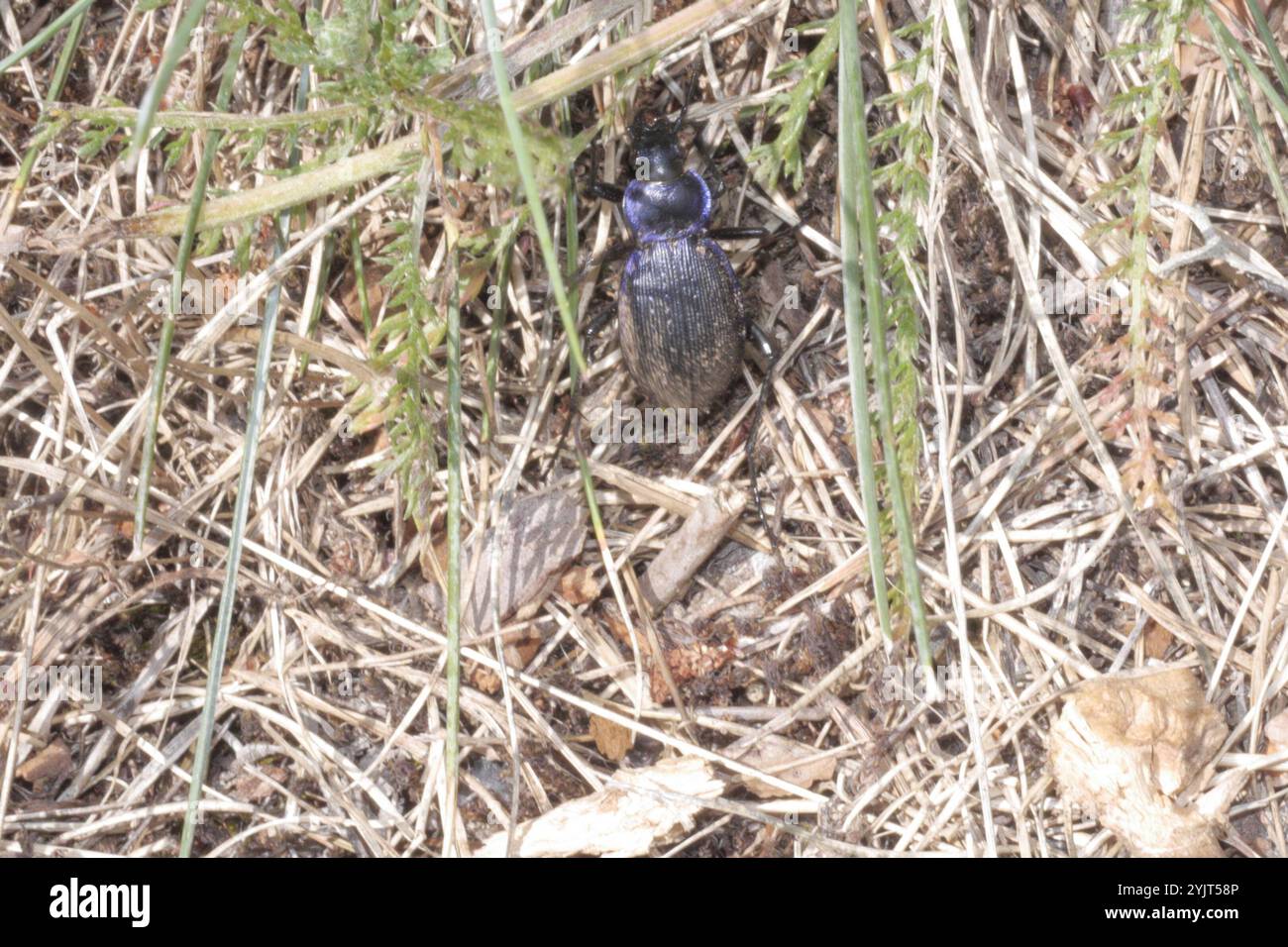 Rough Violet Ground Beetle (Carabus problematicus Stock Photo - Alamy