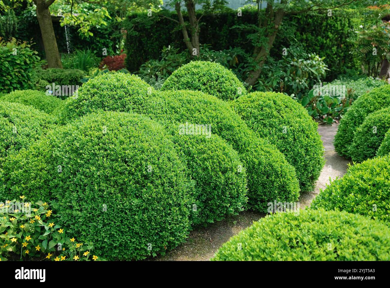 Buchsbaum Buxus sempervirens arborescens Stock Photo - Alamy