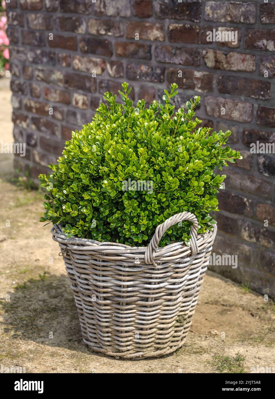 Buxus sempervirens faulkner hi-res stock photography and images - Alamy