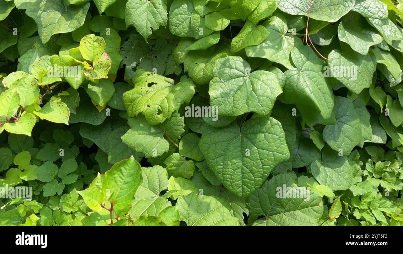 moonseed (Menispermum canadense Stock Photo - Alamy
