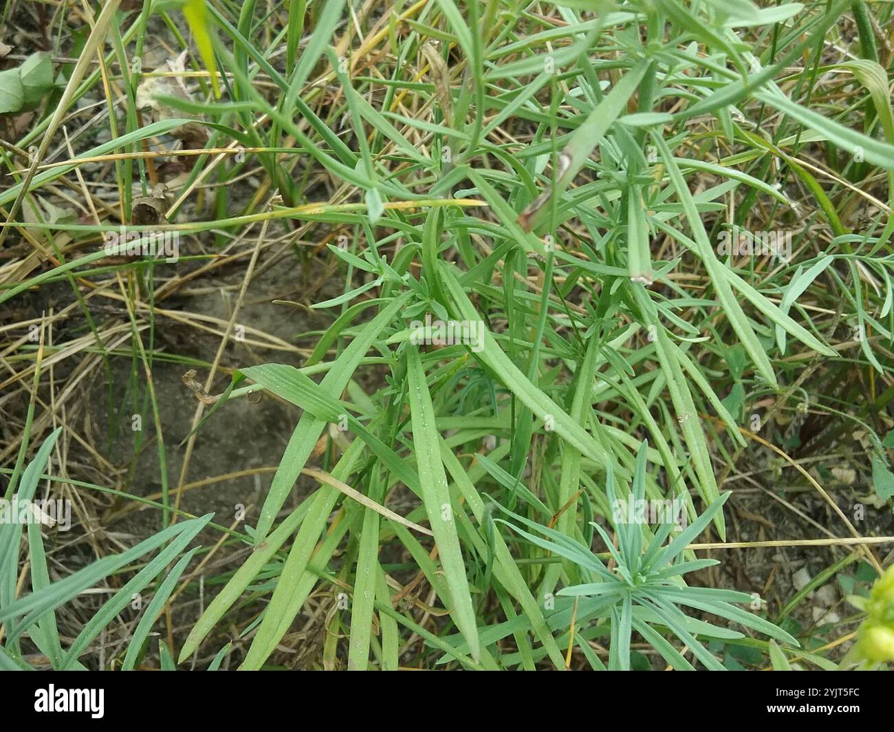 common toadflax (Linaria vulgaris Stock Photo - Alamy