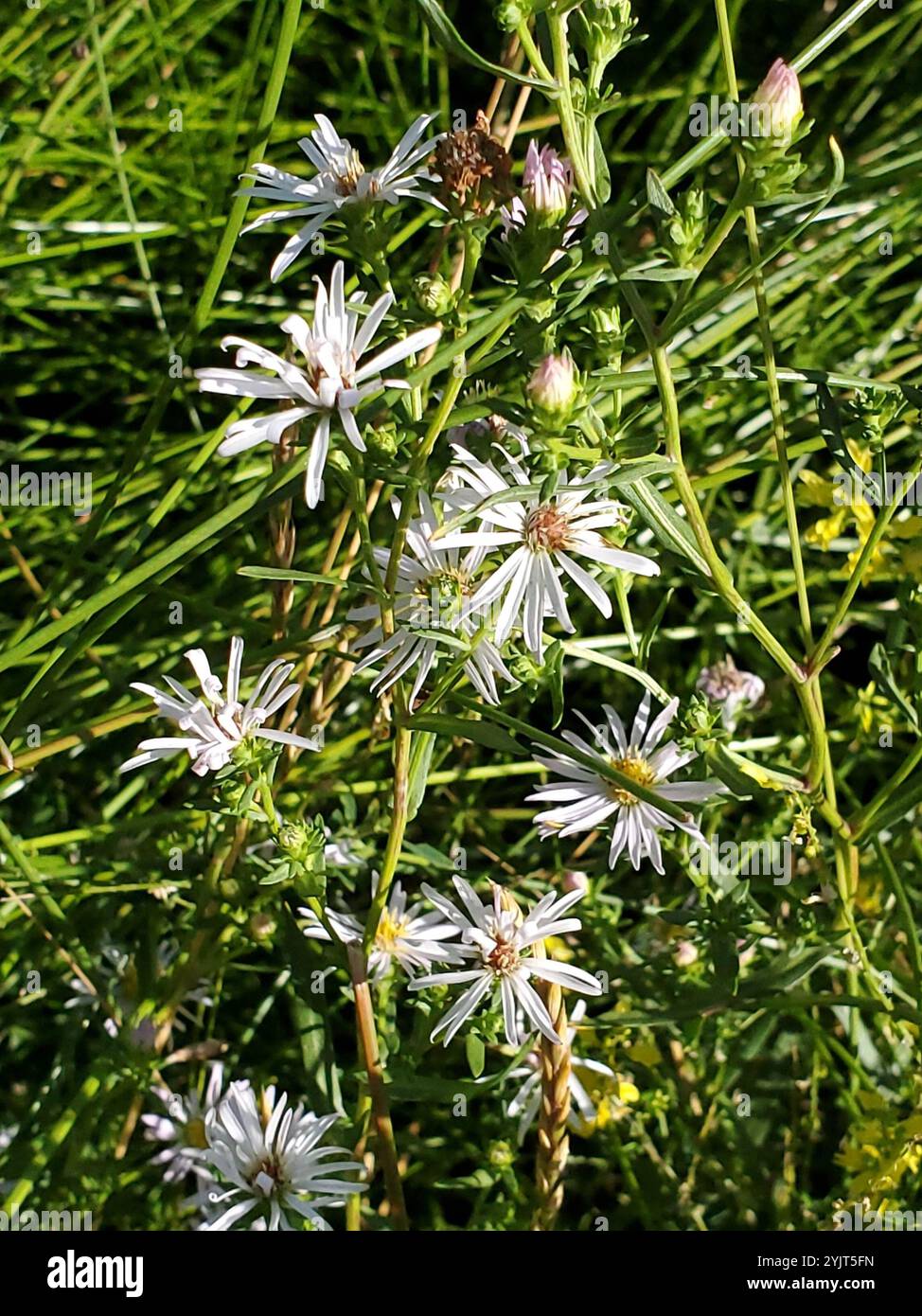 American asters (Symphyotrichum Stock Photo - Alamy