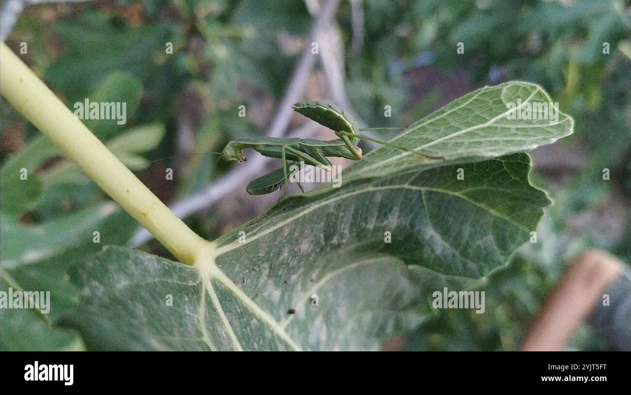 Giant African Mantis (Sphodromantis viridis Stock Photo - Alamy