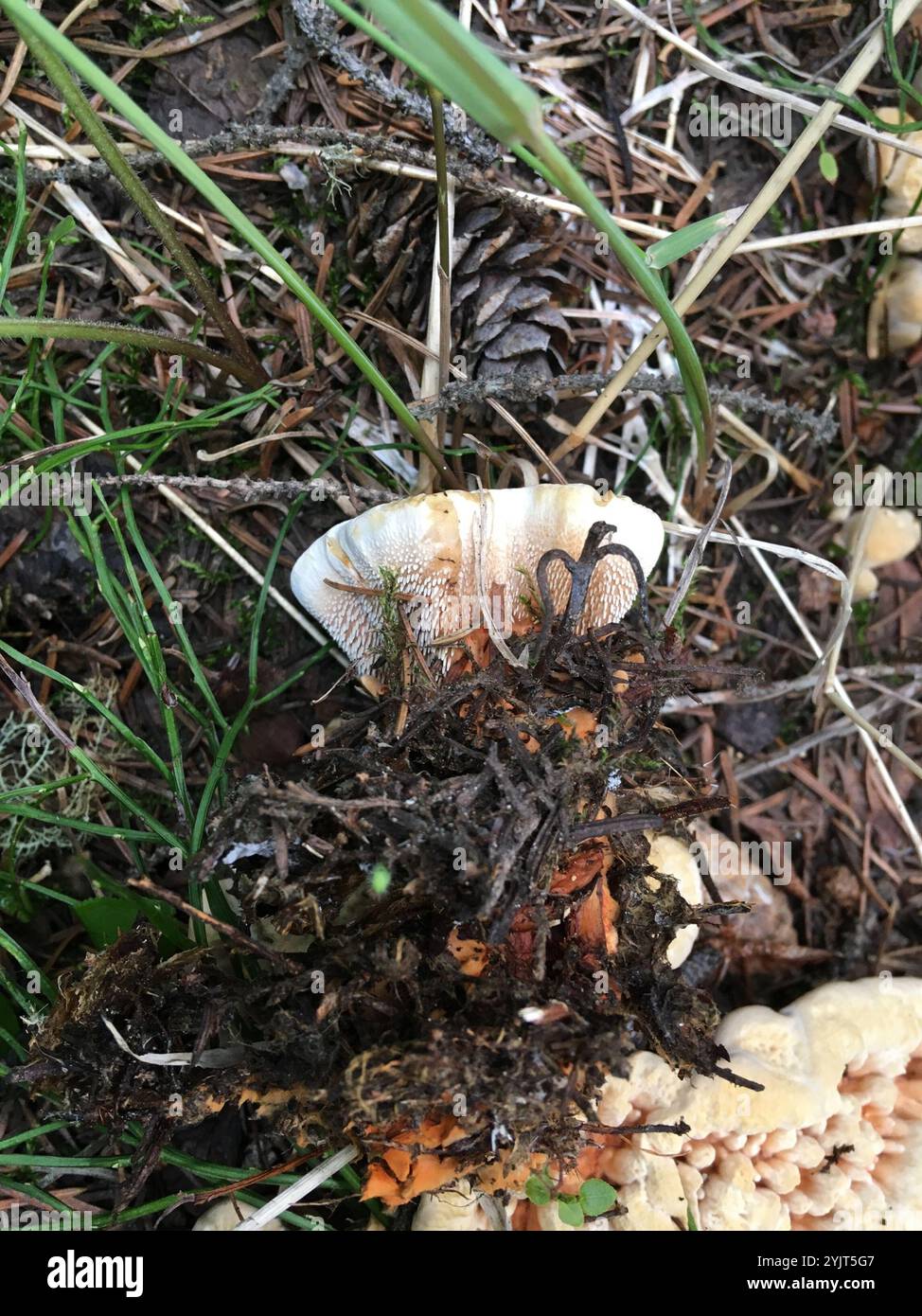 Orange Rough-cap Tooth (Hydnellum aurantiacum Stock Photo - Alamy