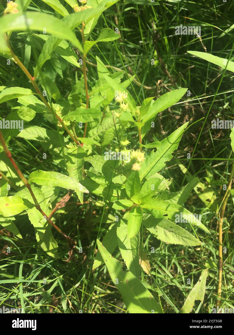 ditch stonecrop (Penthorum sedoides Stock Photo - Alamy