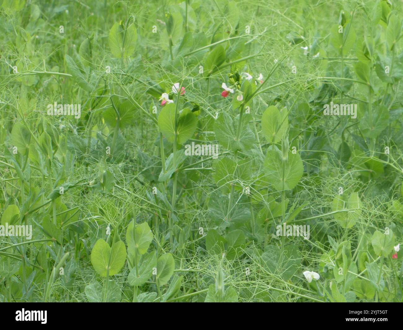 Common Pea (Pisum sativum Stock Photo - Alamy
