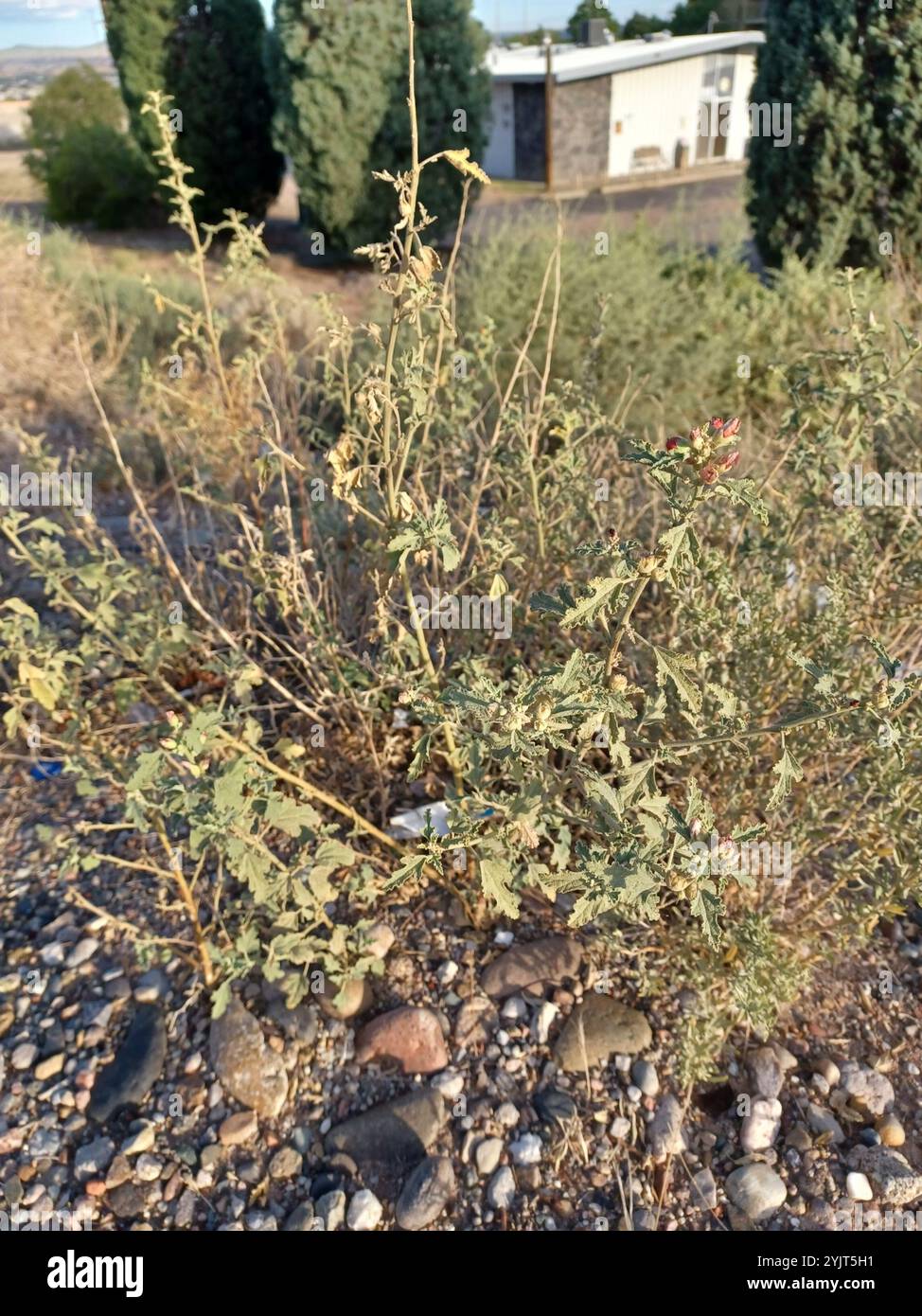 gray globemallow (Sphaeralcea incana Stock Photo - Alamy