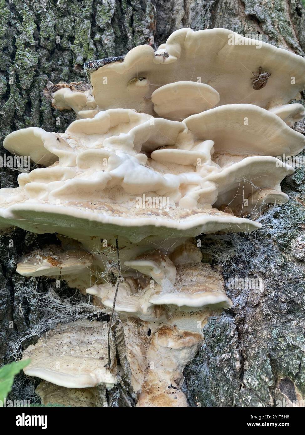 Northern Tooth (Climacodon septentrionalis Stock Photo - Alamy