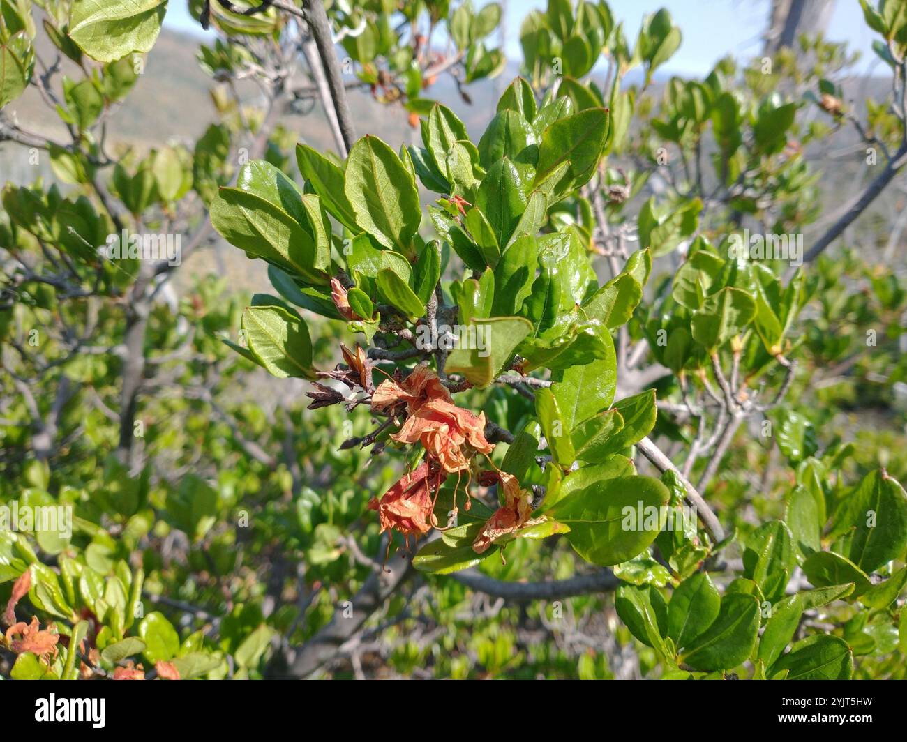 western azalea (Rhododendron occidentale Stock Photo - Alamy