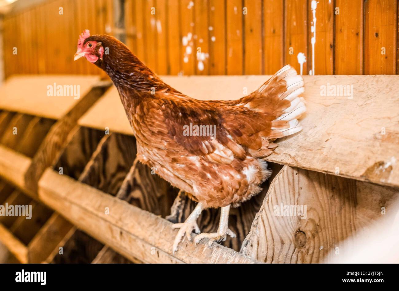 Huhn im nest hi-res stock photography and images - Alamy