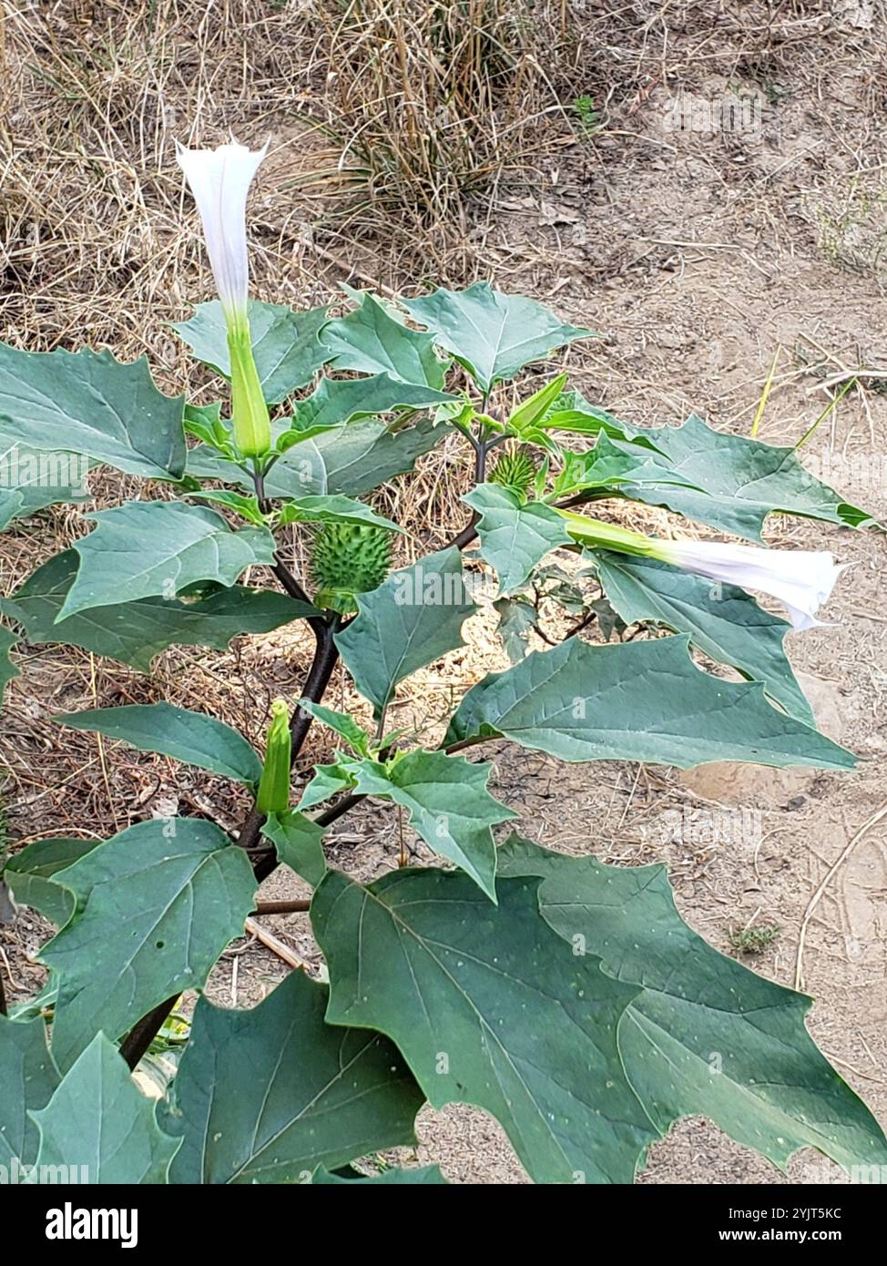 jimsonweed (Datura stramonium Stock Photo - Alamy
