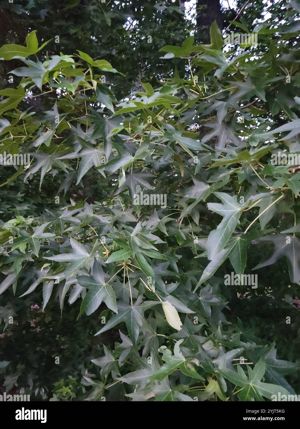 American sweetgum (Liquidambar styraciflua Stock Photo - Alamy