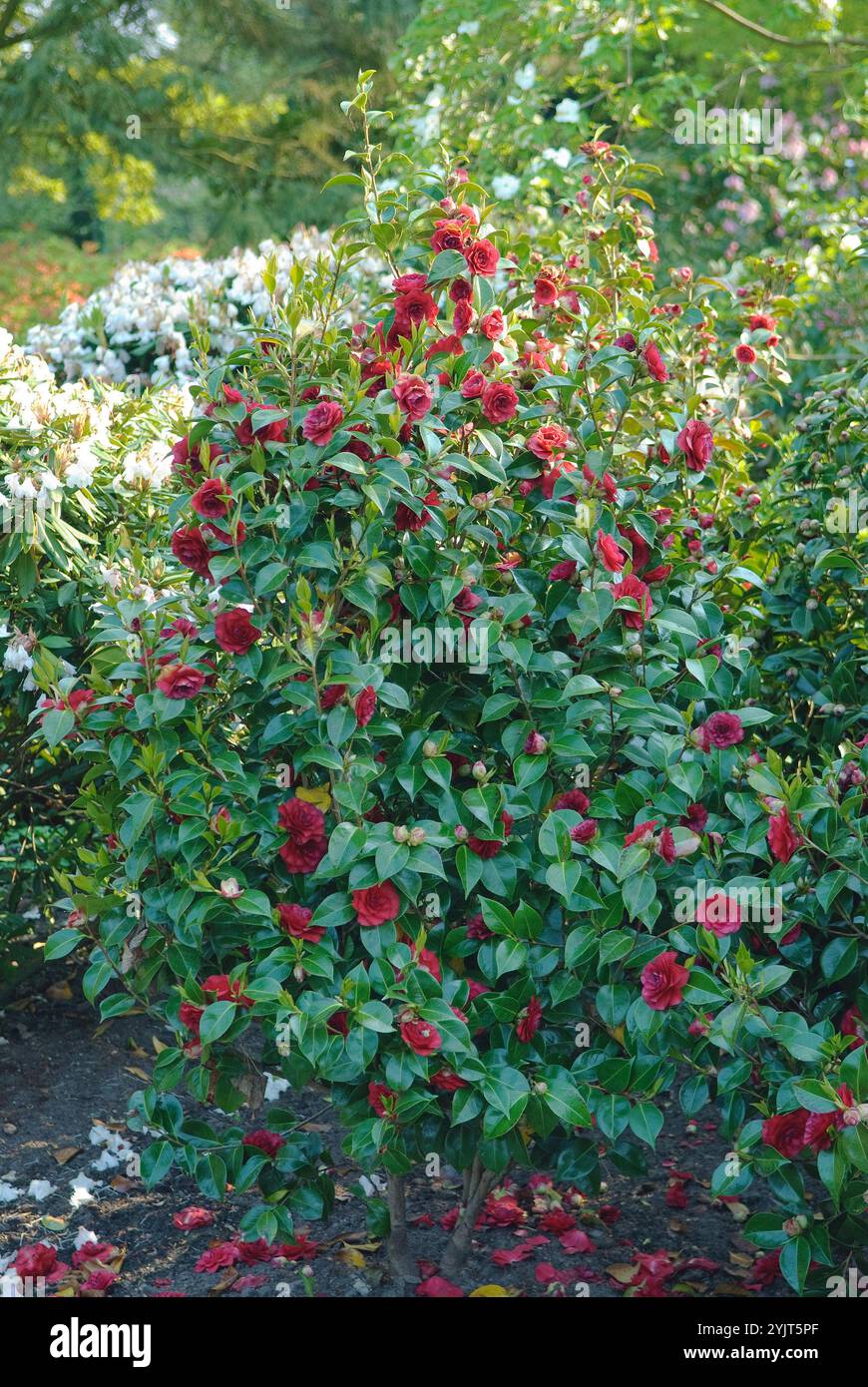 Kamelie Camellia japonica Roger Hall Stock Photo - Alamy