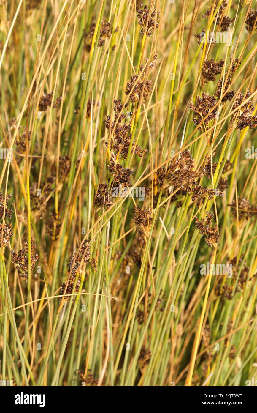 Hard Rush (Juncus inflexus Stock Photo - Alamy