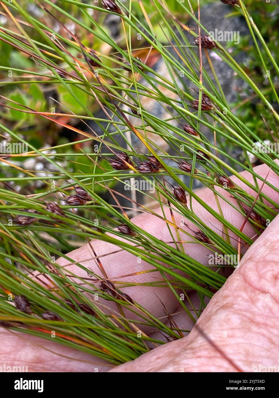 highland rush (Oreojuncus trifidus Stock Photo - Alamy