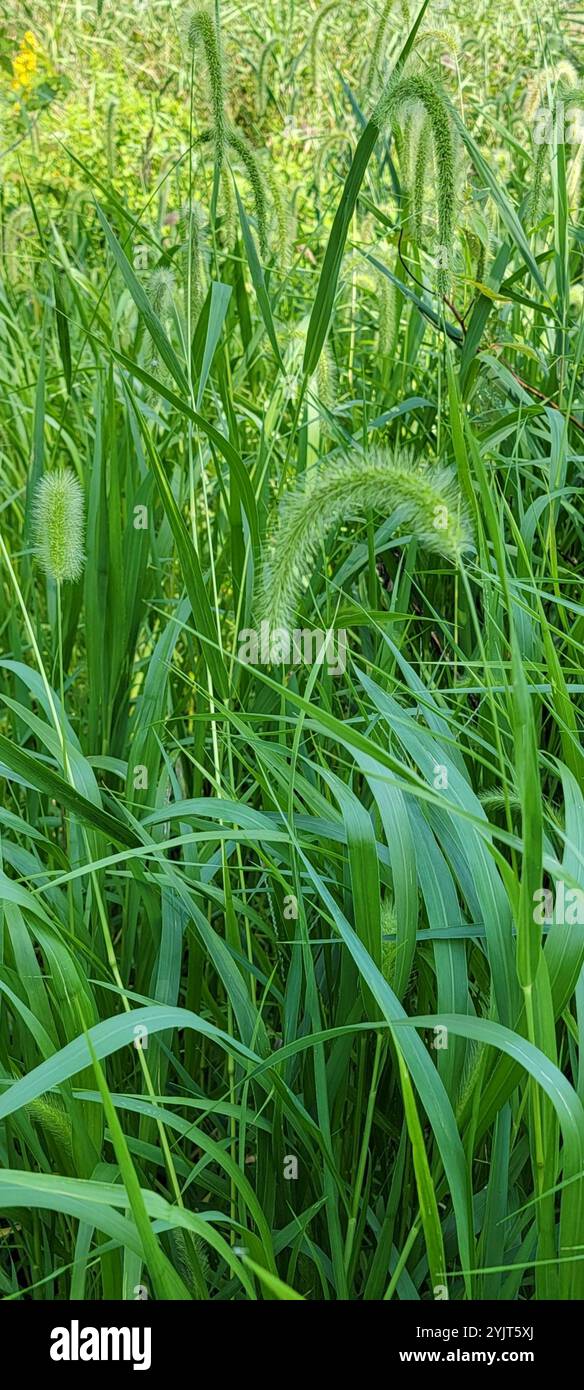 giant foxtail (Setaria faberi Stock Photo - Alamy