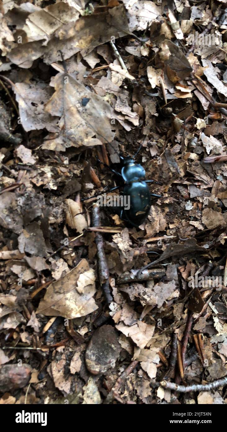 smooth ground beetle (Carabus glabratus Stock Photo - Alamy