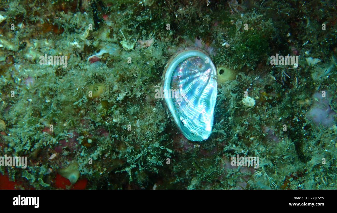 Green Ormer (Haliotis tuberculata Stock Photo - Alamy