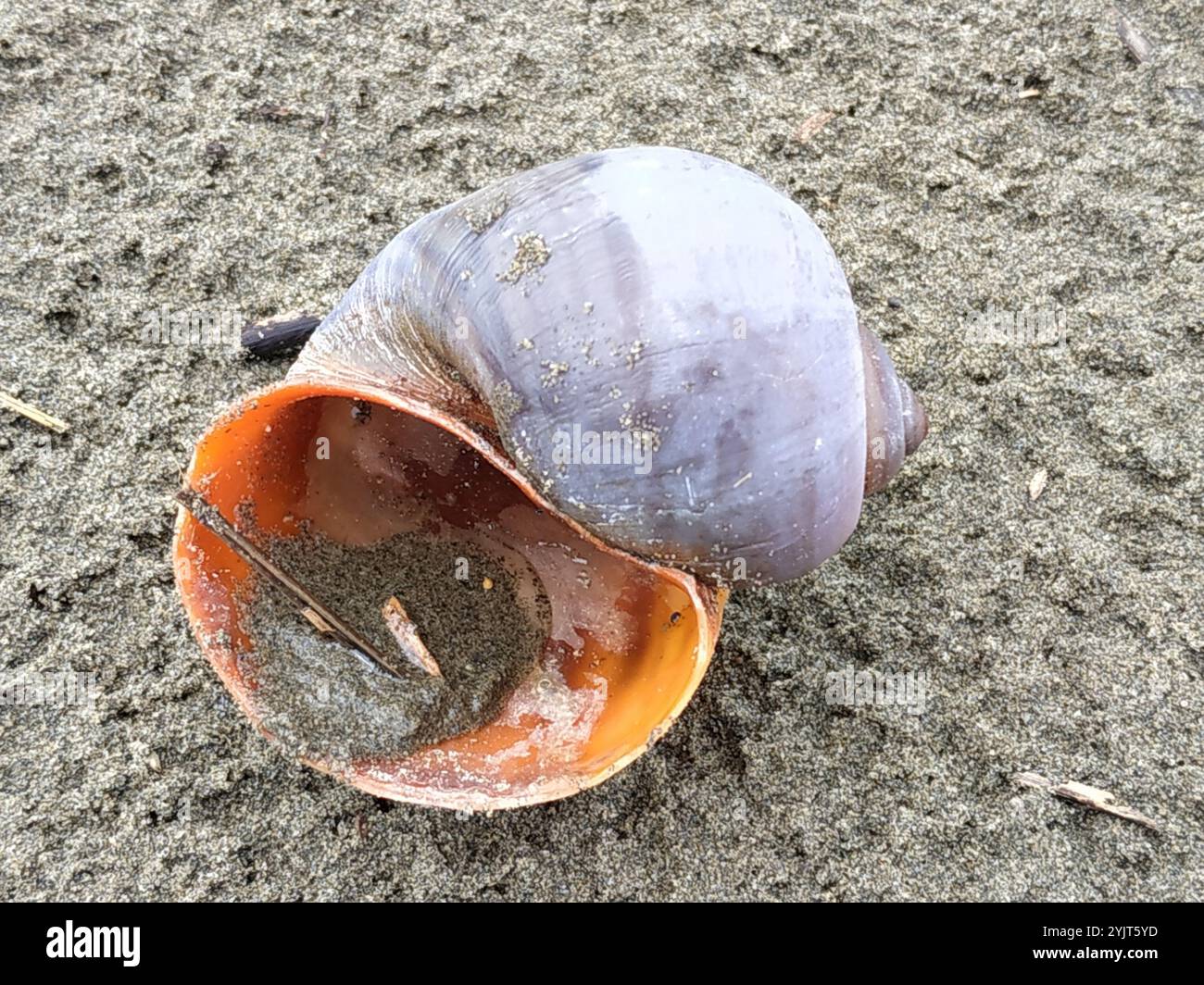 Channeled Apple Snail (Pomacea canaliculata Stock Photo - Alamy