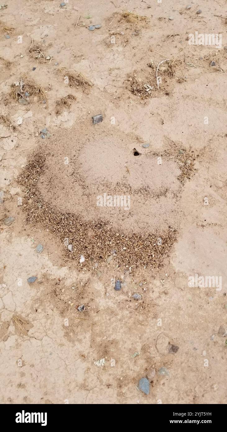 California Harvester Ant (Pogonomyrmex californicus Stock Photo - Alamy