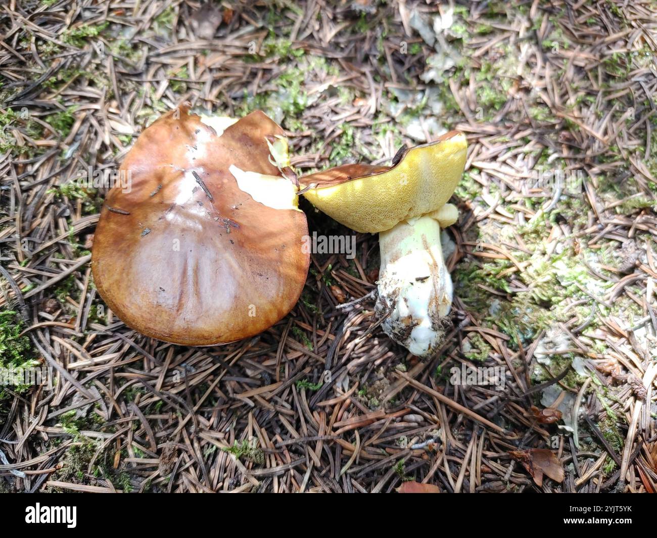 Short-stalked Suillus (Suillus brevipes Stock Photo - Alamy