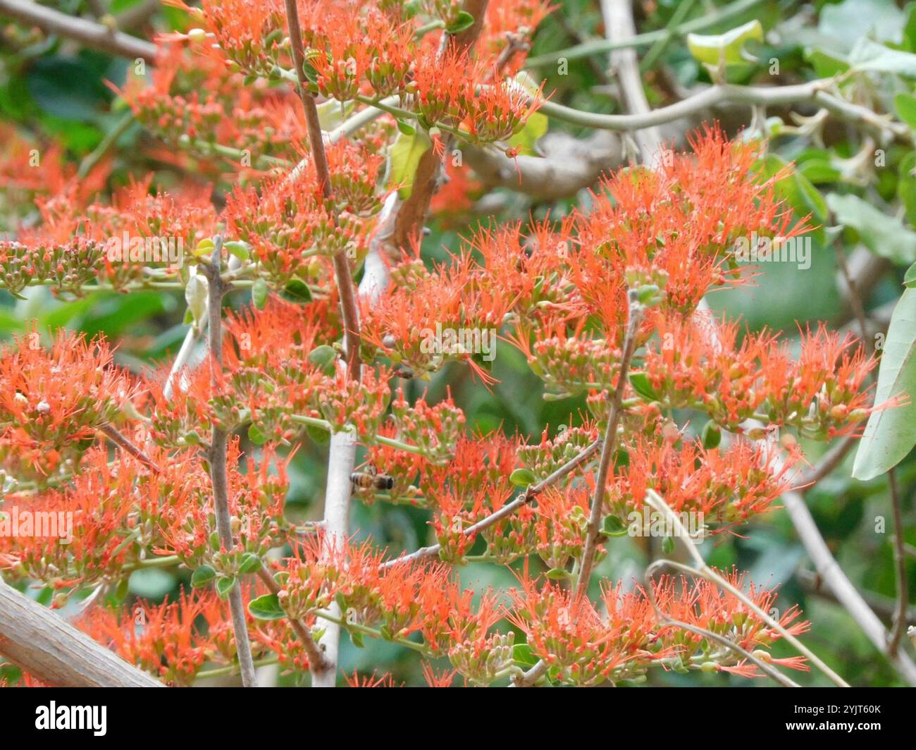 flame-creeper (Combretum microphyllum Stock Photo - Alamy