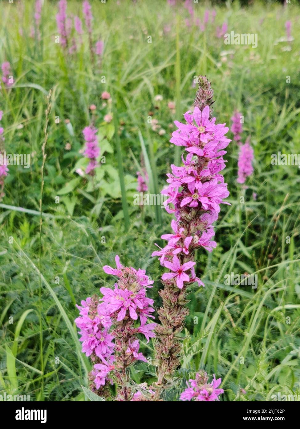 purple loosestrife (Lythrum salicaria Stock Photo - Alamy