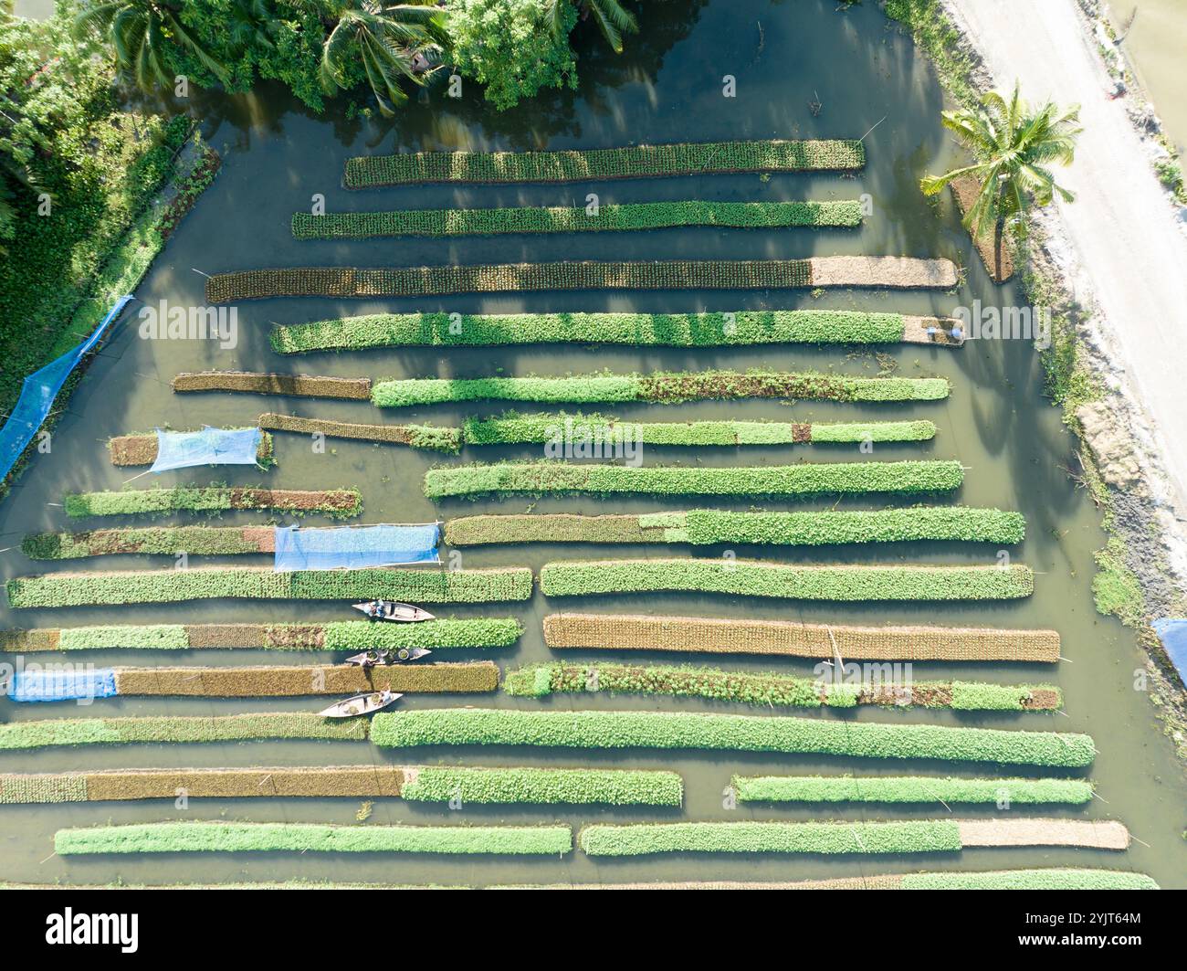 Farmers in low laying areas in Bangladesh choose floating farming ...