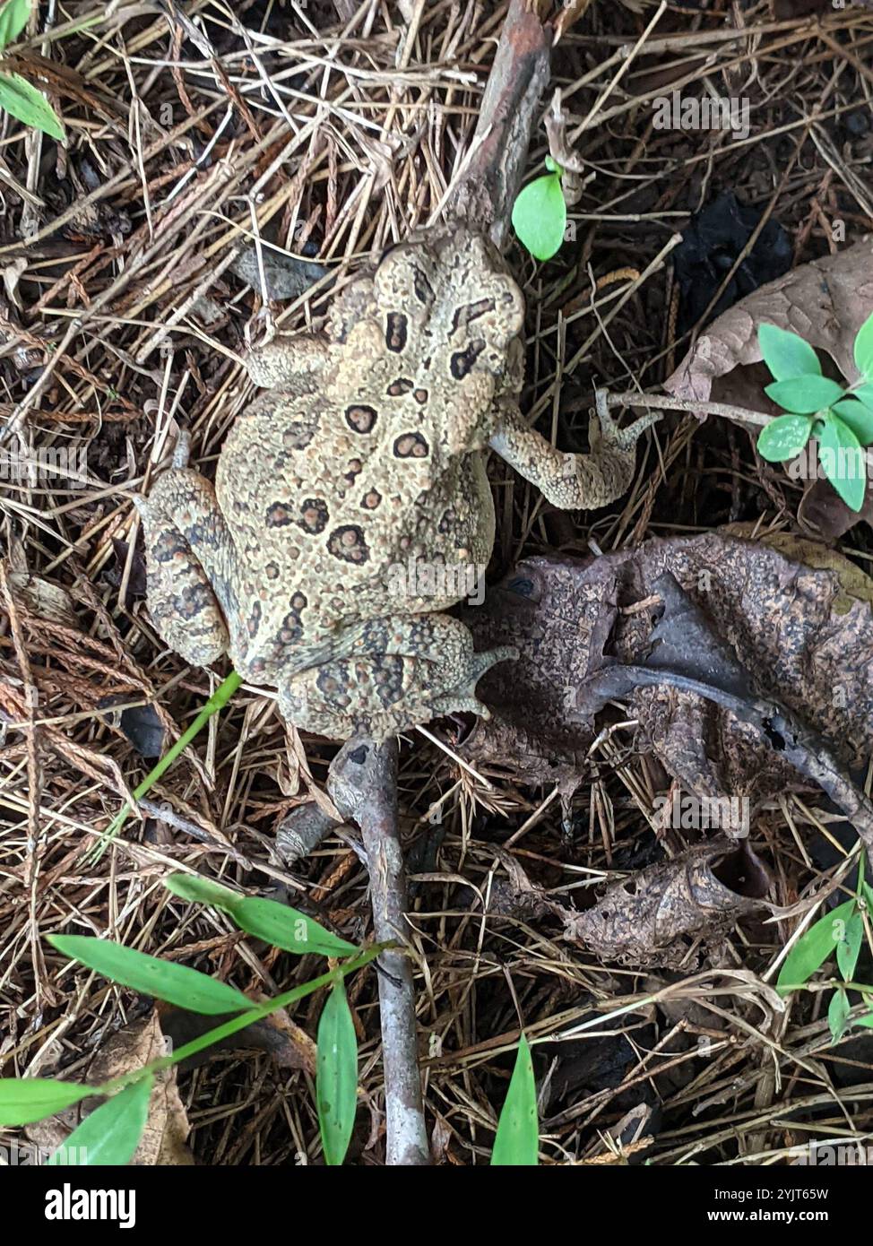 American Toad (Anaxyrus americanus Stock Photo - Alamy