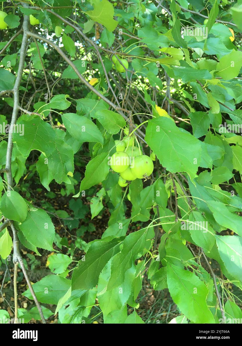 sweet crabapple (Malus coronaria Stock Photo - Alamy