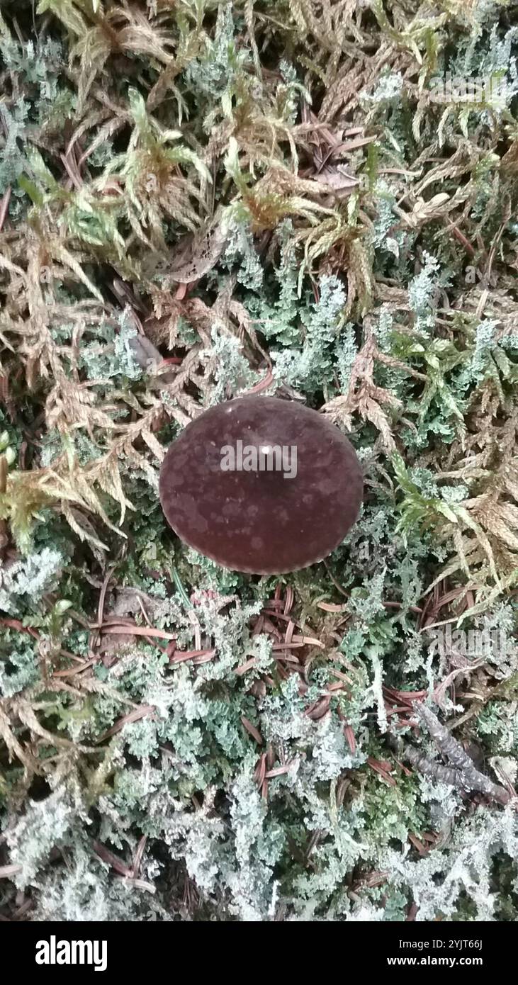 spotted bolete (Xanthoconium affine Stock Photo - Alamy