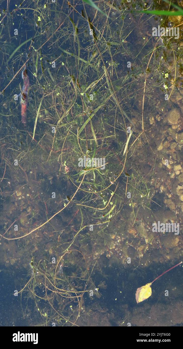 Canadian Waterweed (Elodea canadensis Stock Photo - Alamy