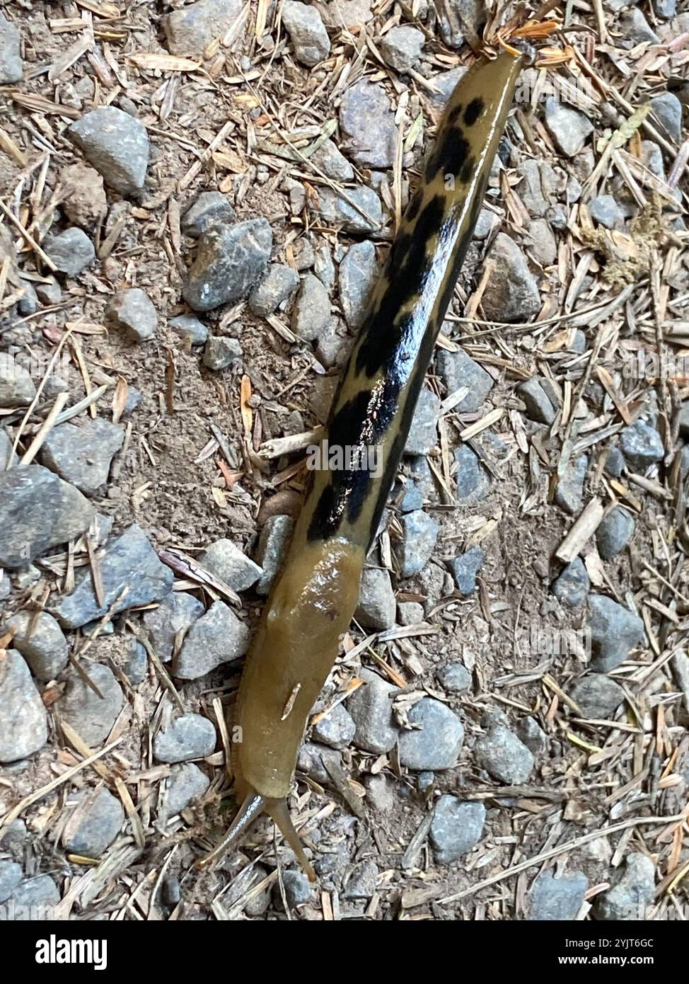 Pacific Banana Slug (Ariolimax columbianus Stock Photo - Alamy