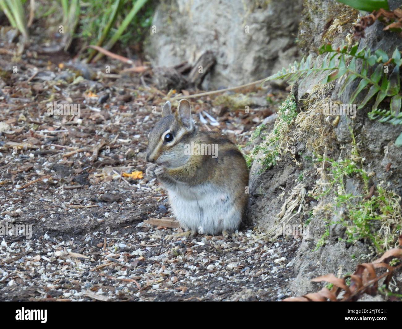 Townsend's Chipmunk (Neotamias townsendii Stock Photo - Alamy