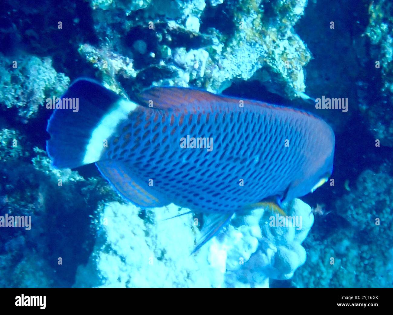 Chiseltooth Wrasse (Pseudodax moluccanus Stock Photo - Alamy