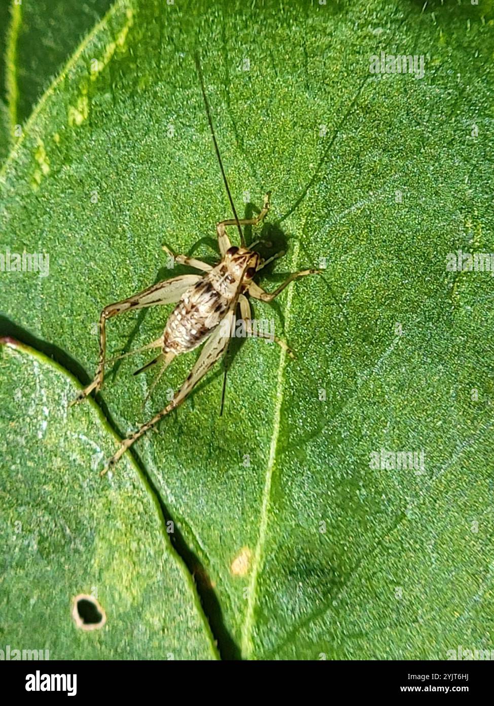True Crickets and Allies (Grylloidea Stock Photo - Alamy