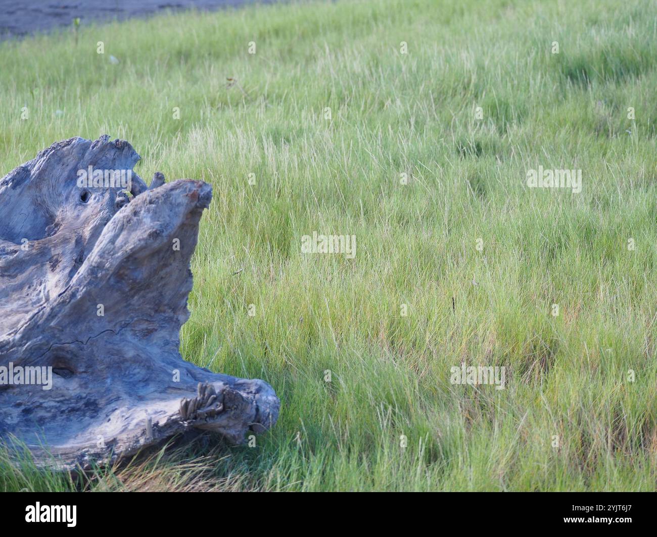 seashore dropseed (Sporobolus virginicus Stock Photo - Alamy