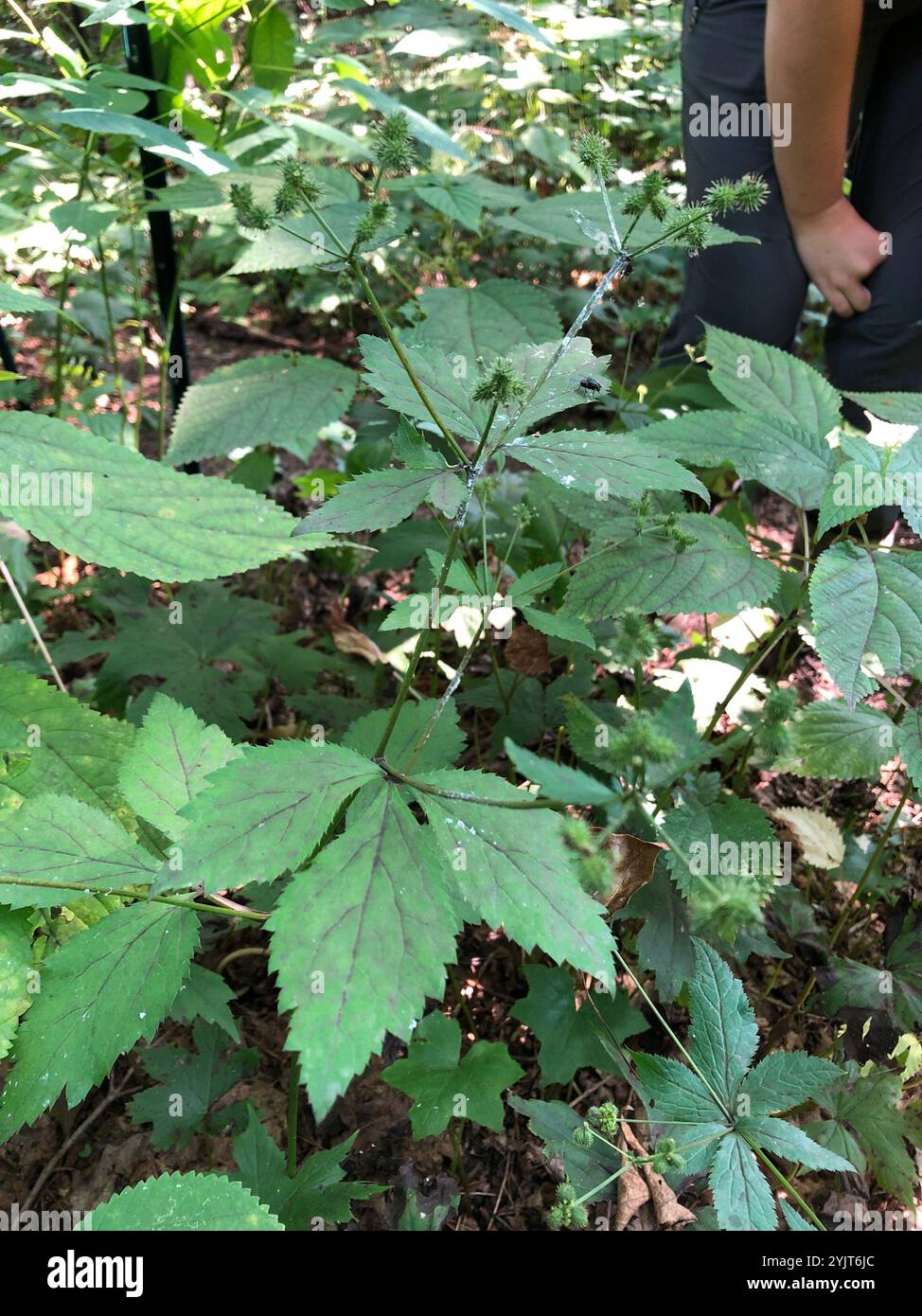 large-fruited sanicle (Sanicula trifoliata Stock Photo - Alamy